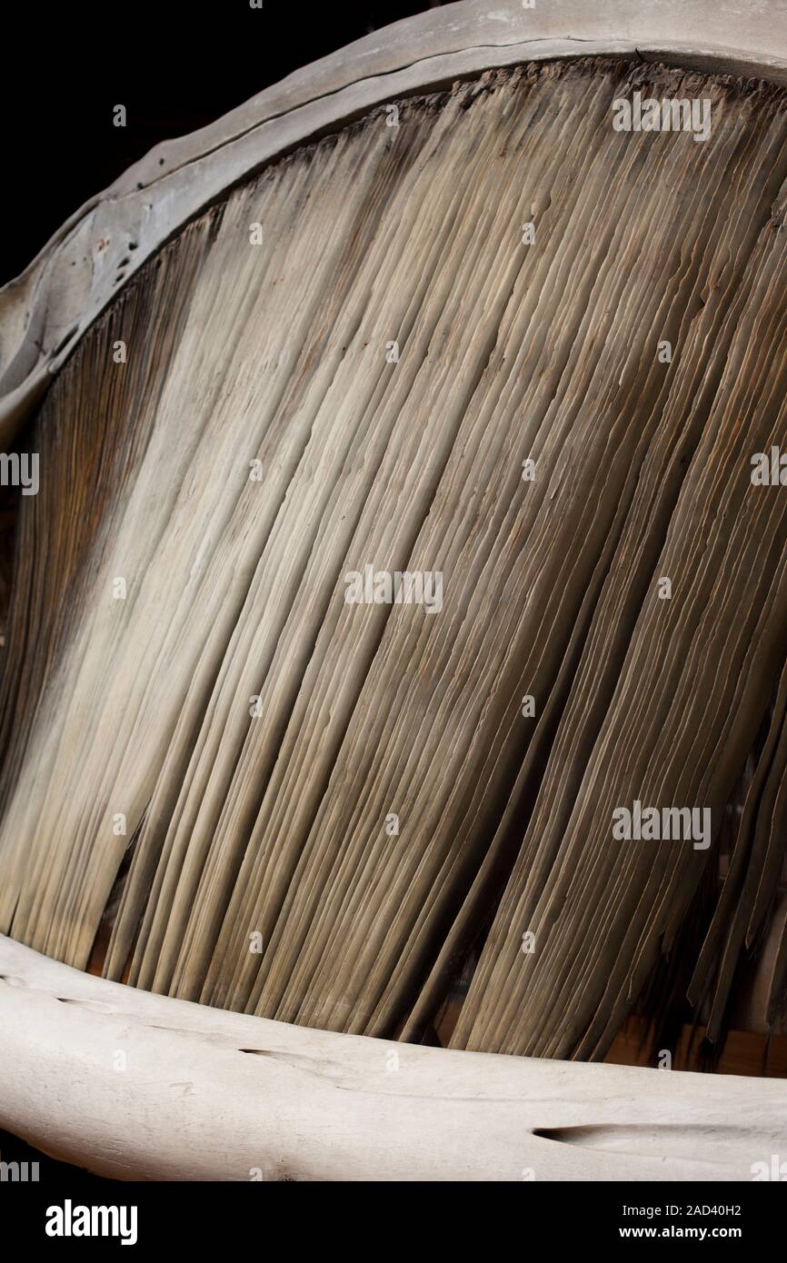 Feeding plates of a baleen whale skeleton. Used to filter krill and ...
