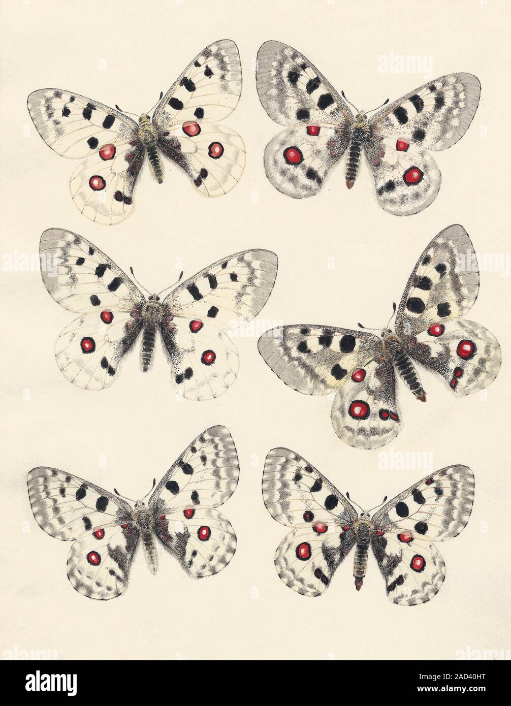 1875 Original and accurate paintings of subspecies of the rare and ...