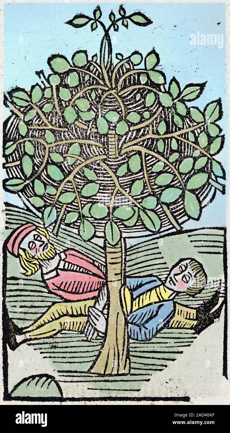 Bausor tree, 'Hortus Sanitatis' (1491). Woodblock illustration from ...