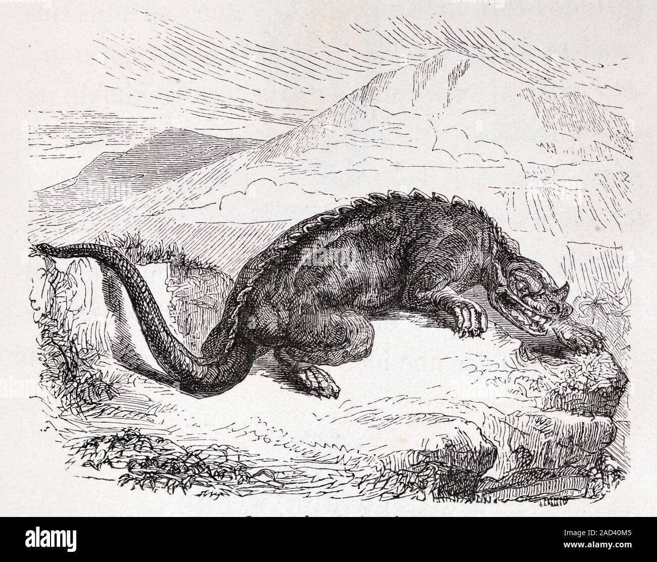 Iguanodon dinosaur. Illustration of an early reconstruction of the ...