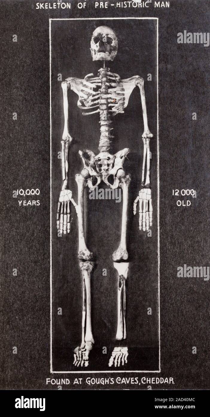 Contemporary photo of the assembled skeleton 1903. In 1903 the skeleton ...