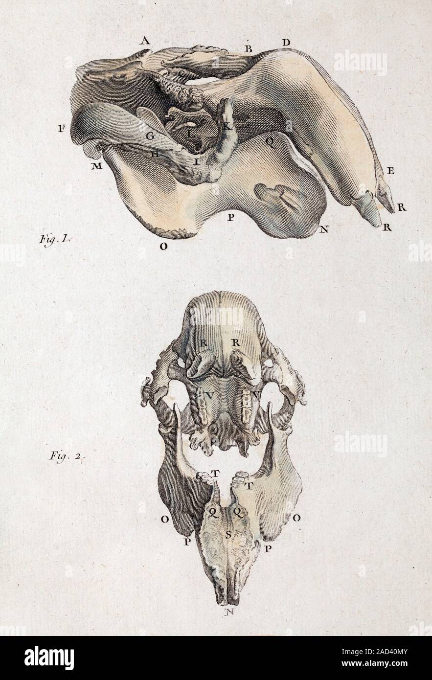 Accurate antique print of Dugong skull from late 18th Century edition ...