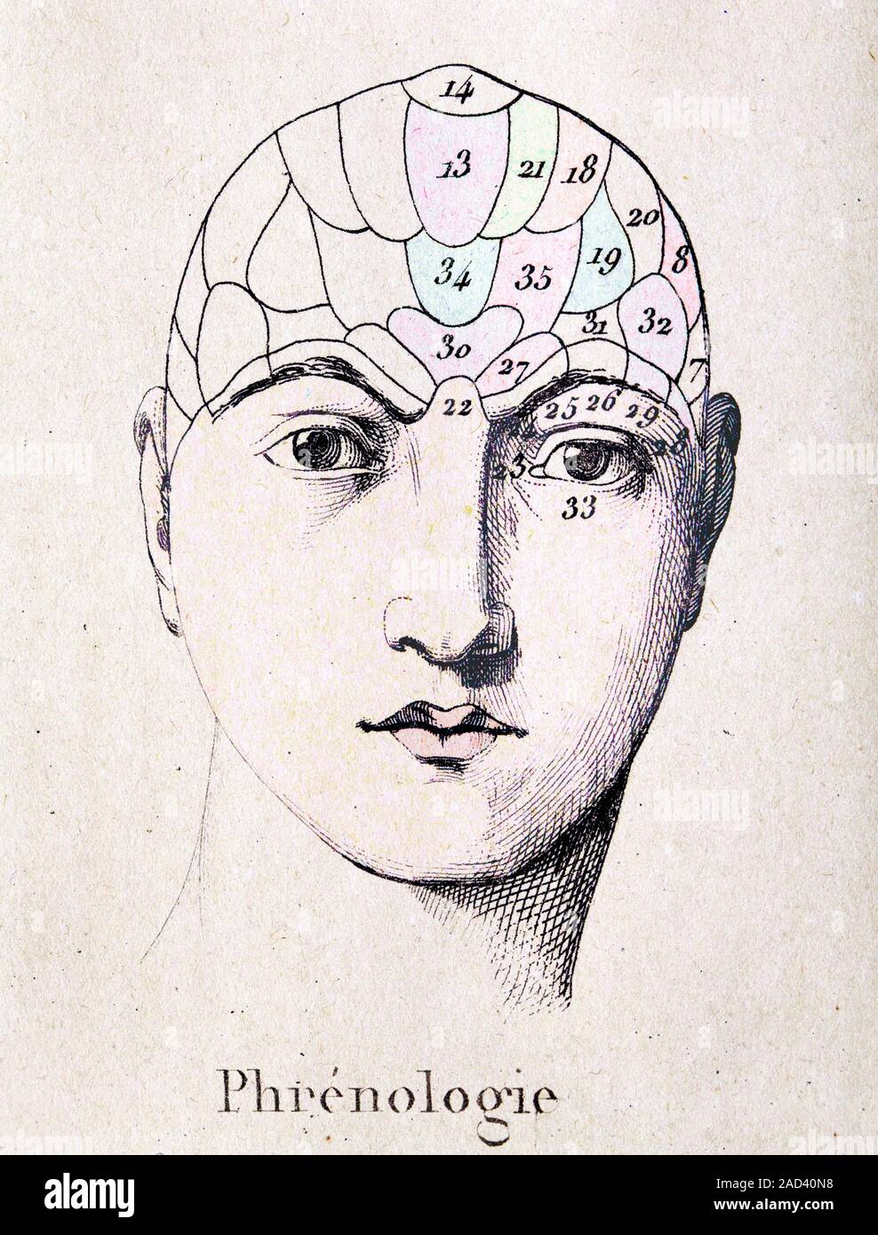 Phrenology head chart. The phrenological divisions of the head after ...