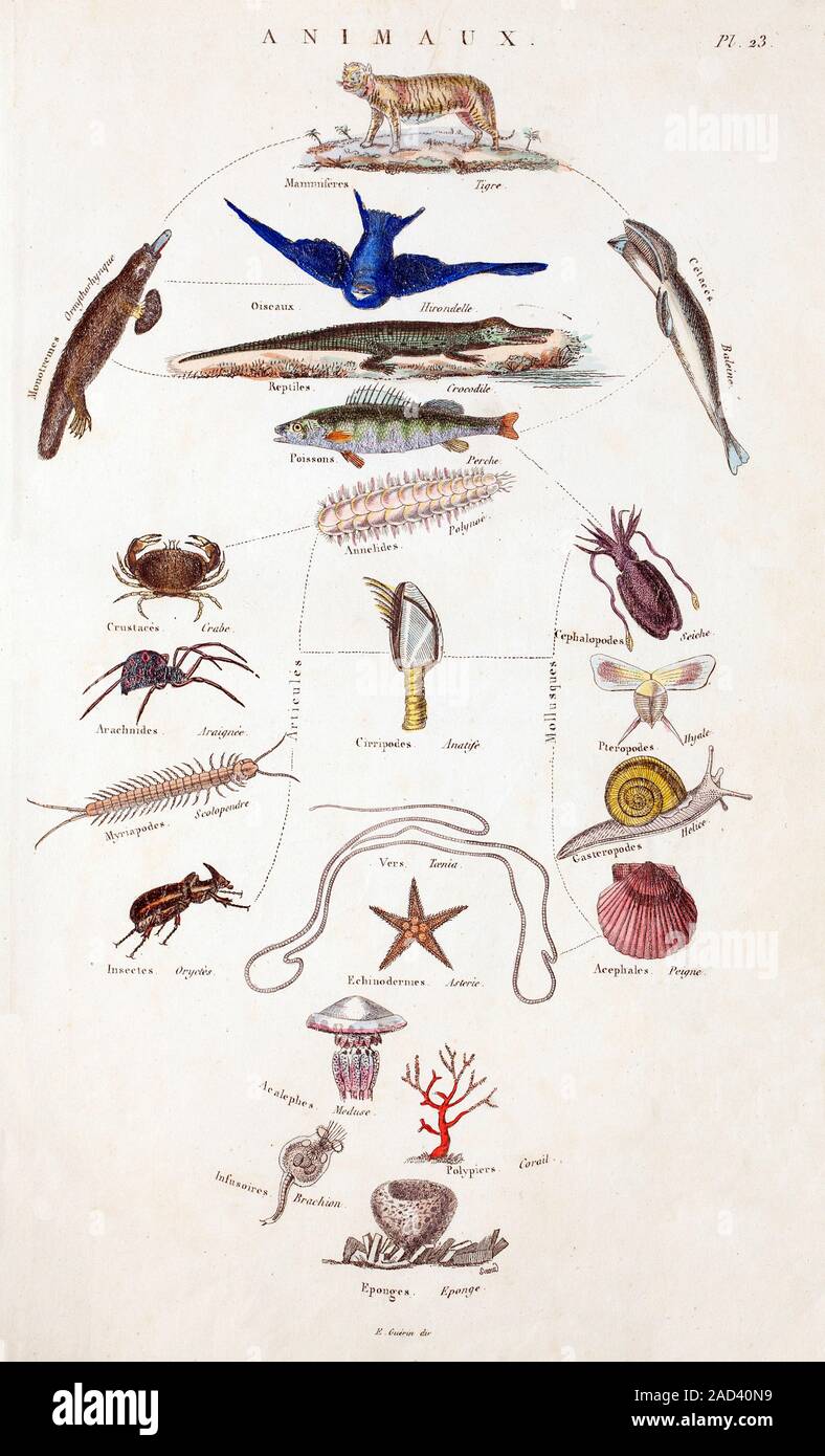 Pre-Darwinian taxonomy confusion. 19th-century illustration showing the ...