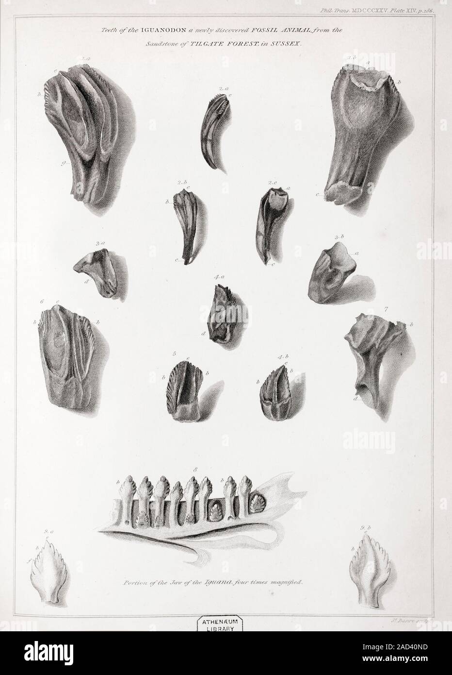 Discovery of Iguanodon fossil teeth. Illustration from the 1825 paper ...