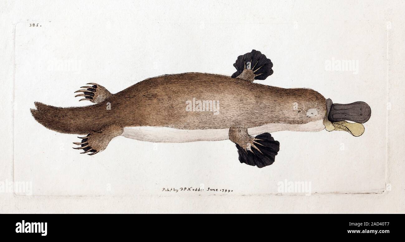 Platypus anatomy. Duck-billed platypus (Ornithorhynchus anatinus), as ...
