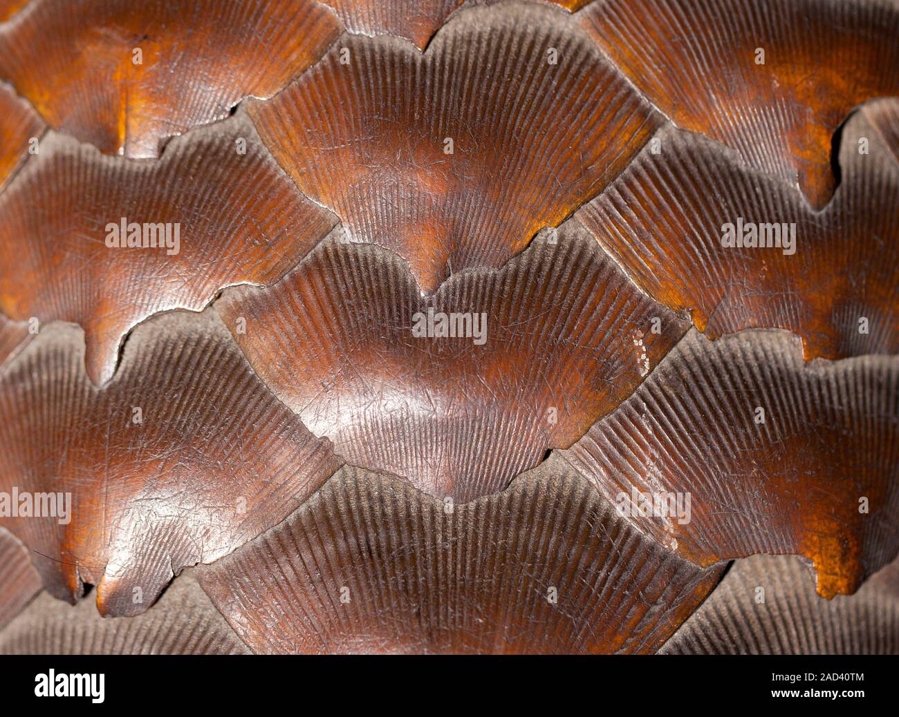 Pangolin scales, close-up. These scales, composed of horny keratin ...