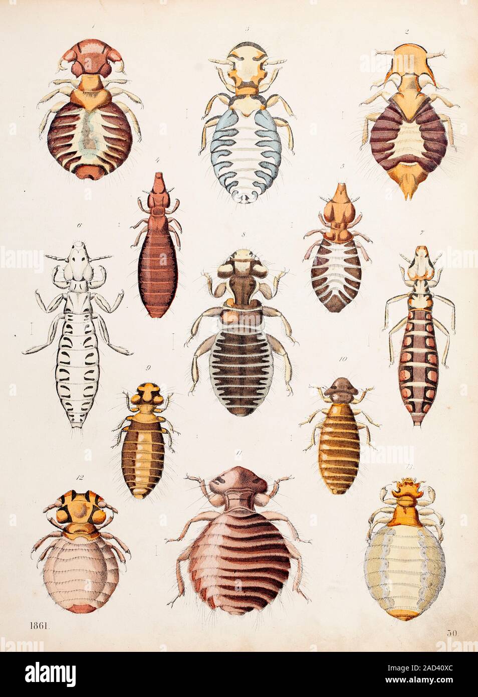 Biting lice of various species, antique lithograph with original ...