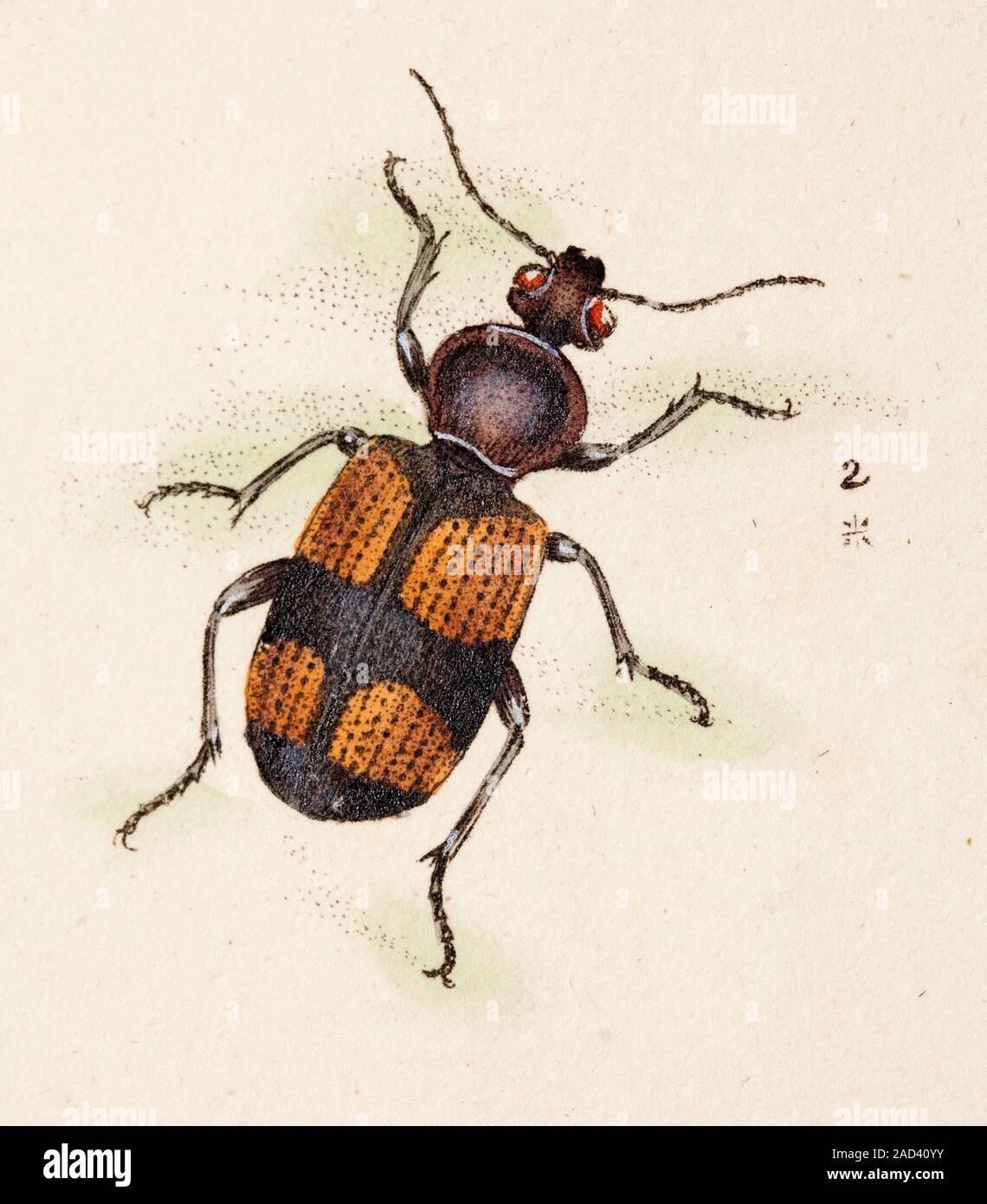 From Donovan's Natural History of British Insects" (plate by Donovan ...