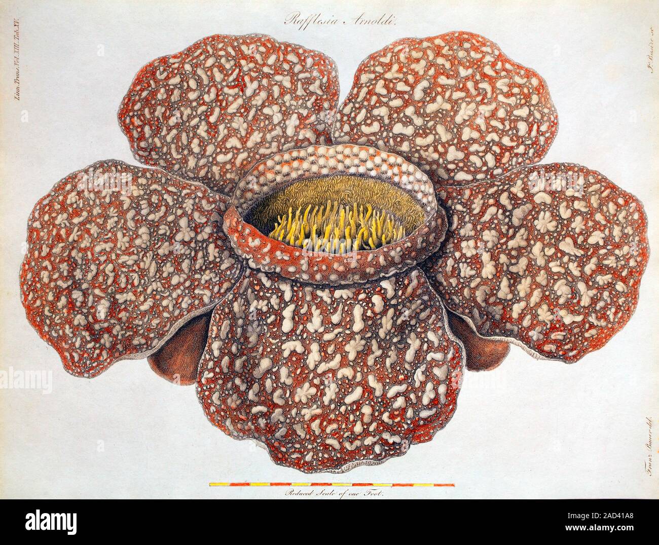 Rafflesia arnoldi, engraving by Franz Bauer, origional hand colouring ...