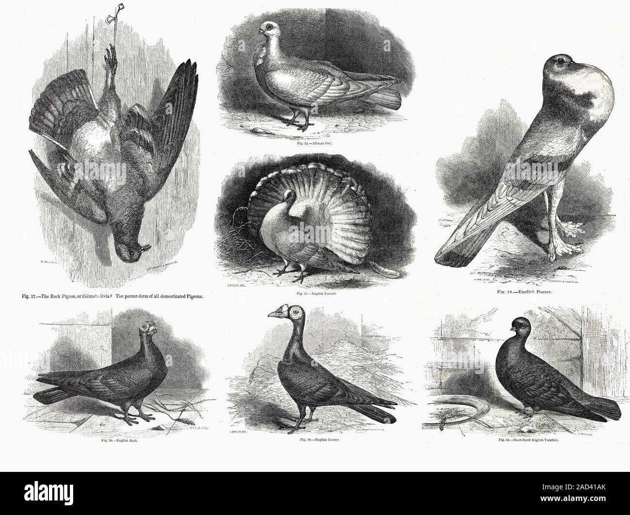 Composite of original line drawings from Darwin's Variation in Animals ...