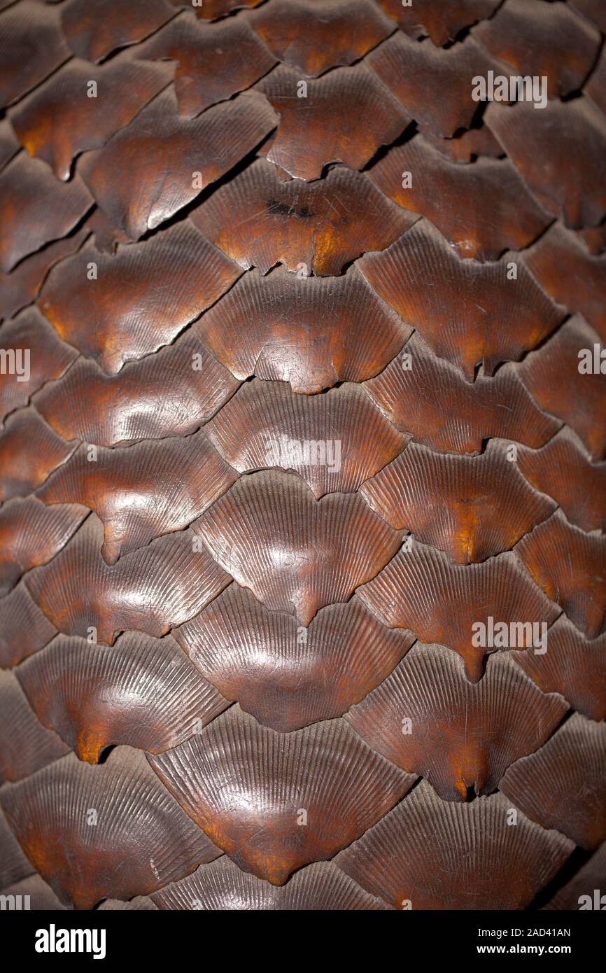 Scales of a pangolin - composed of horny keratin and evolved as armour ...