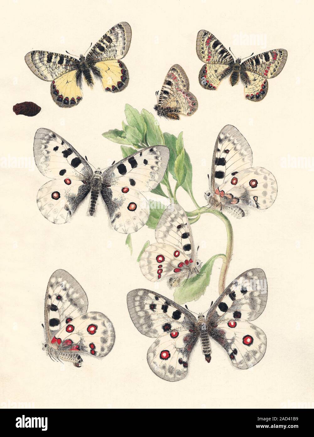 1875 Original and accurate paintings of the rare and endangered Apollo ...