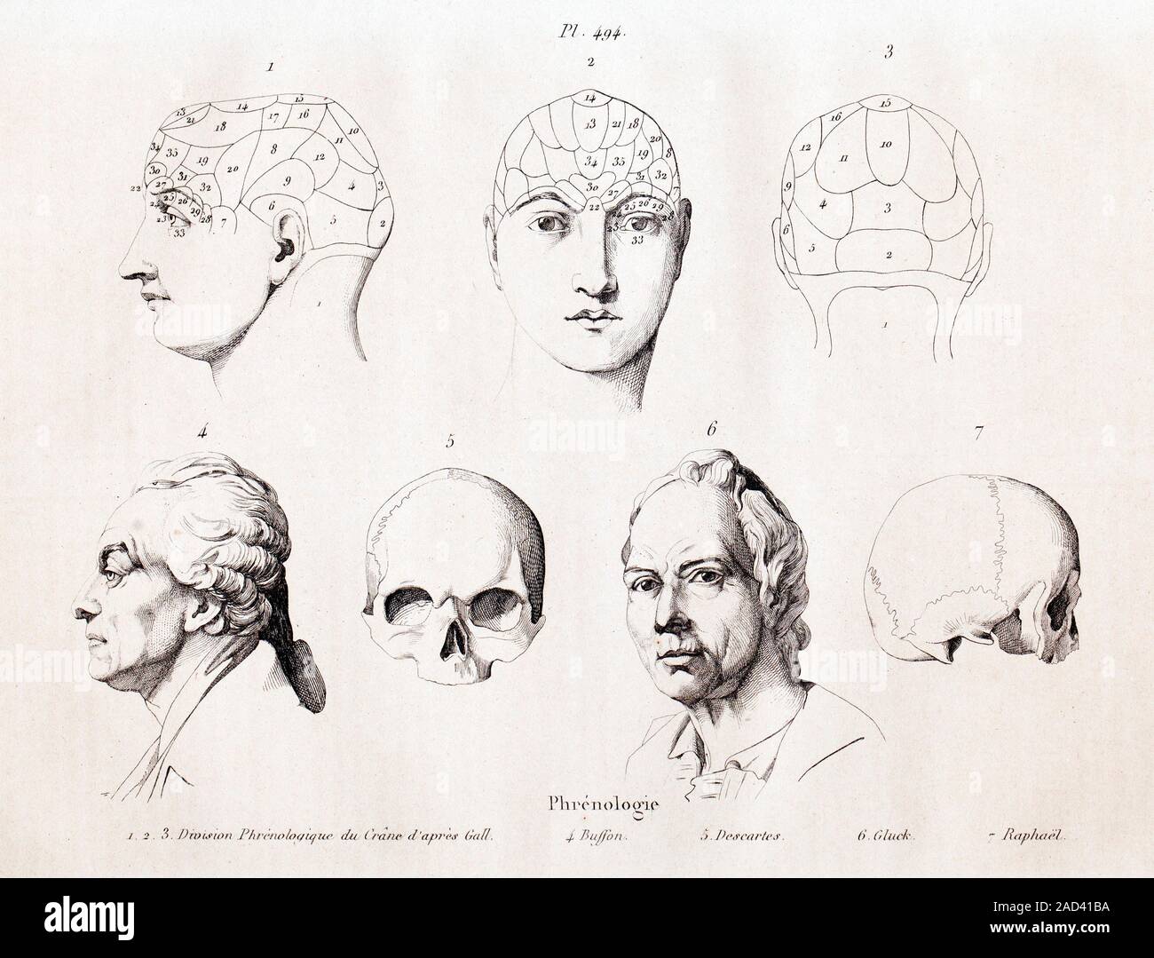 Phrenology of famous heads. Phrenological divisions of the heads of ...