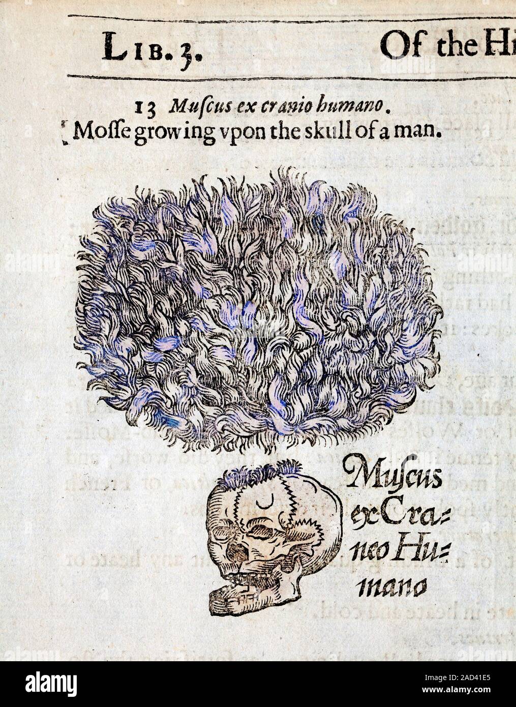 1597 The Moss that Grows on Human Skulls, from Gerard's famous Herbal ...