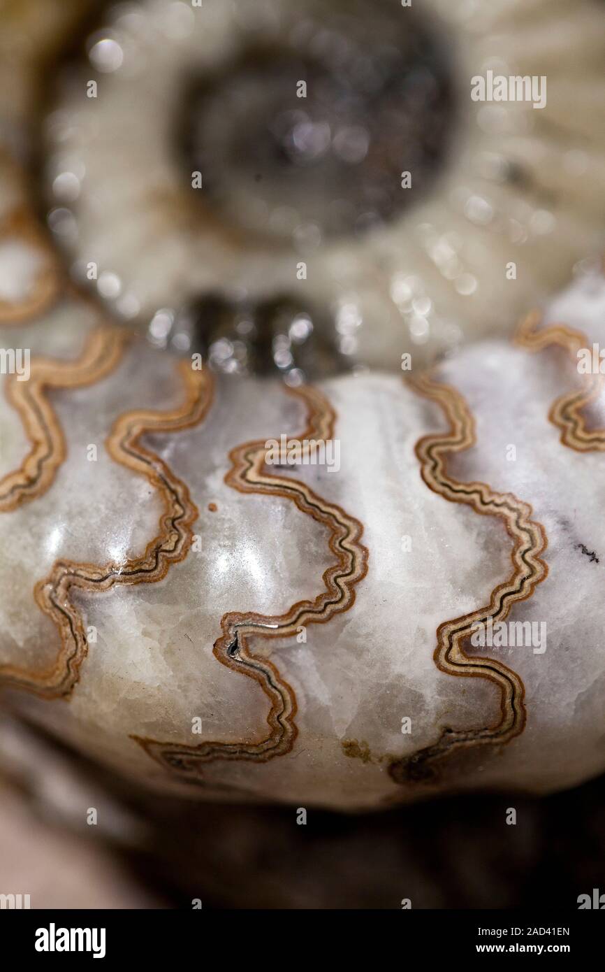 Asteroceros stellare ammonite from the Jurassic Frodingham Ironstone ...