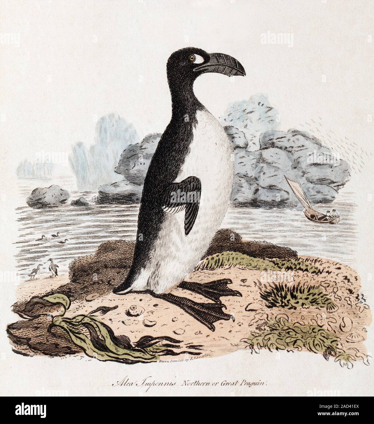 Antique Copper Plate from Pantologia: A New Cabinet Cyclopedia" 1819 by ...