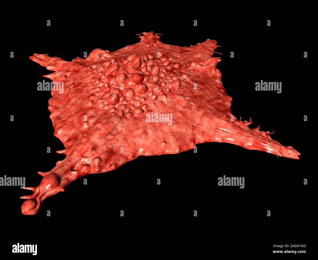 Cancer cell. Computer illustration of a typical cancer cell, showing ...