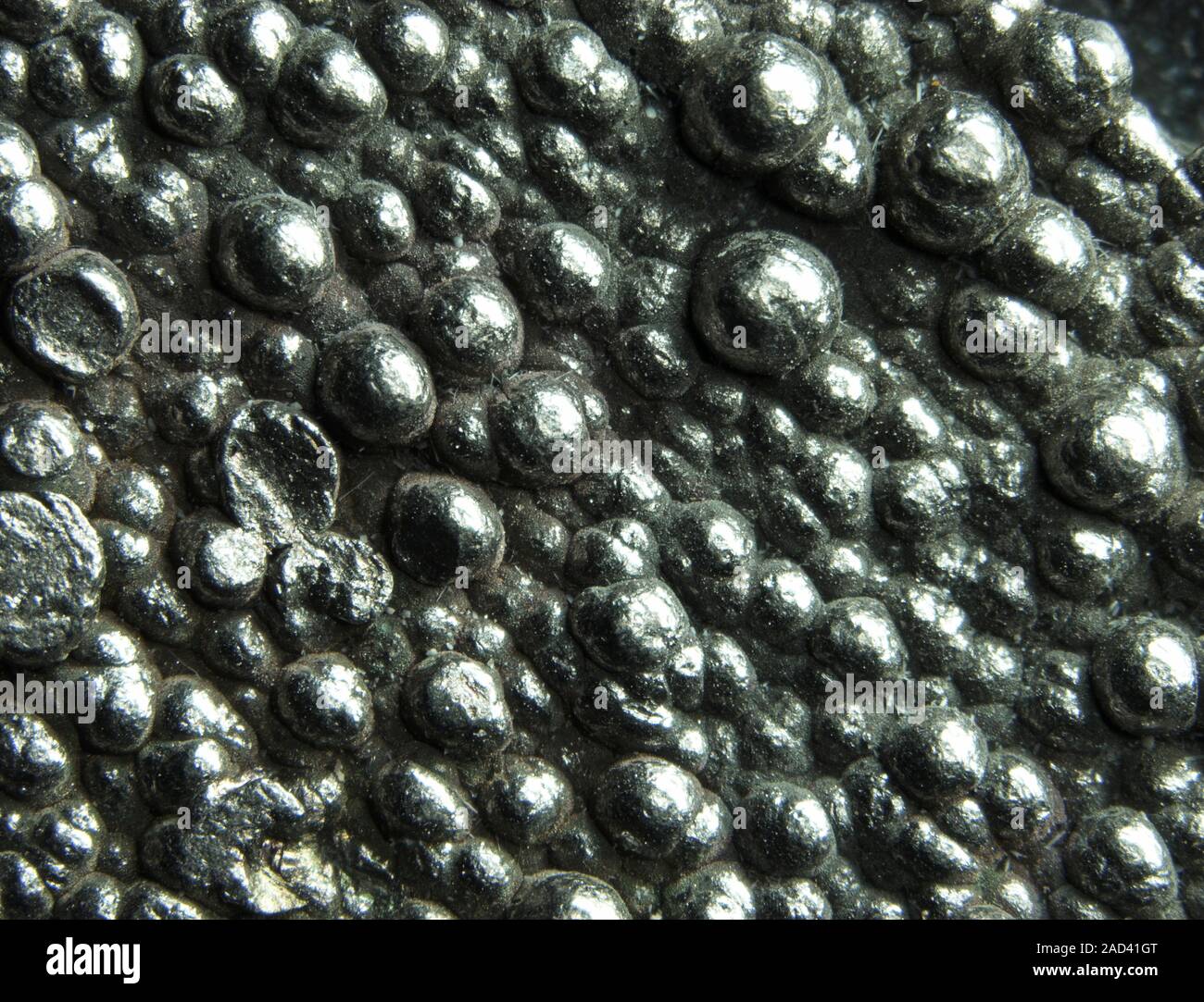 Macrophotograph of a sample of high purity 99, 8% electrolytic cobalt metal. The transition ...
