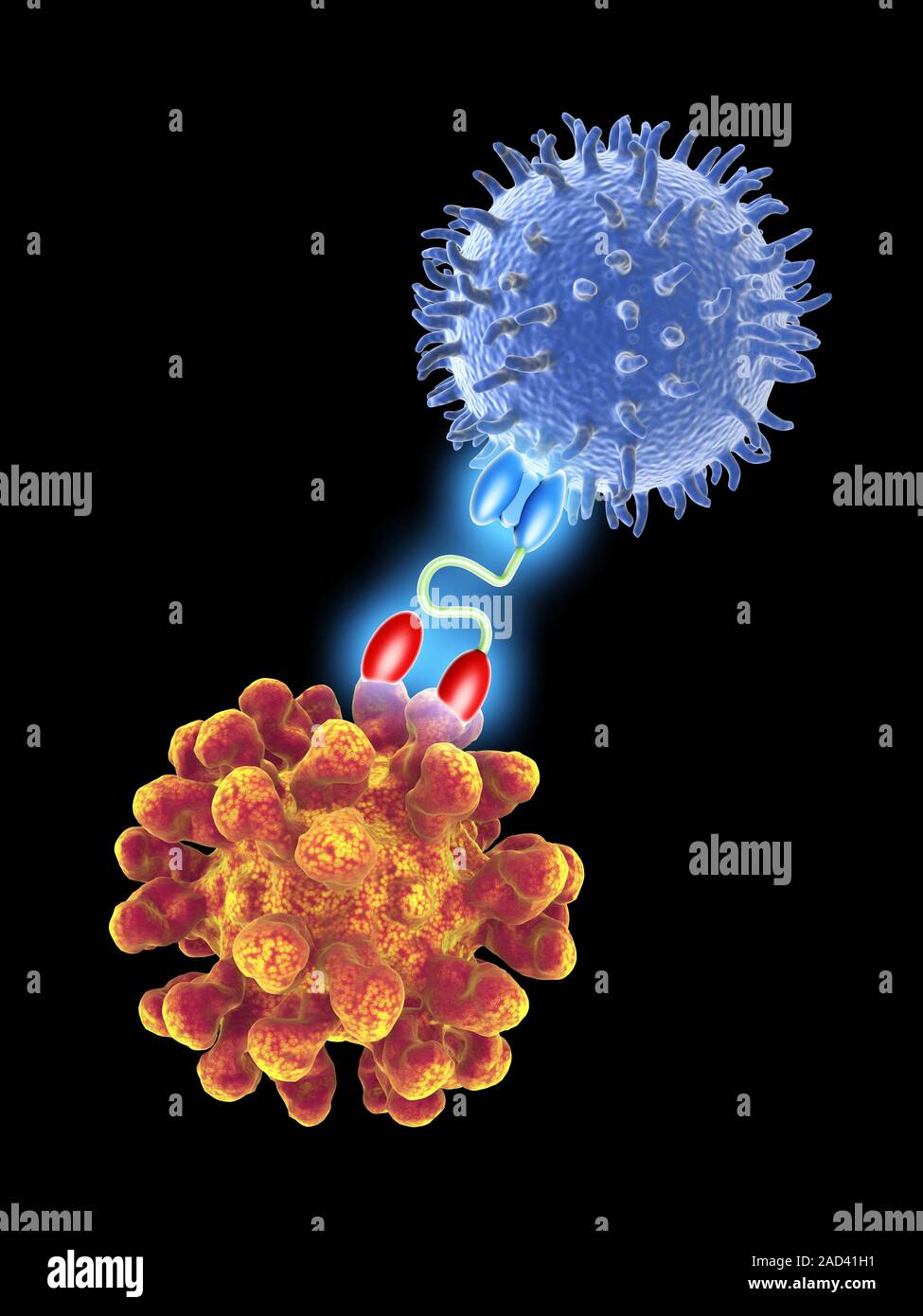 Computer artwork of monoclonal antibodies, bi-specific T-cell engagers ...
