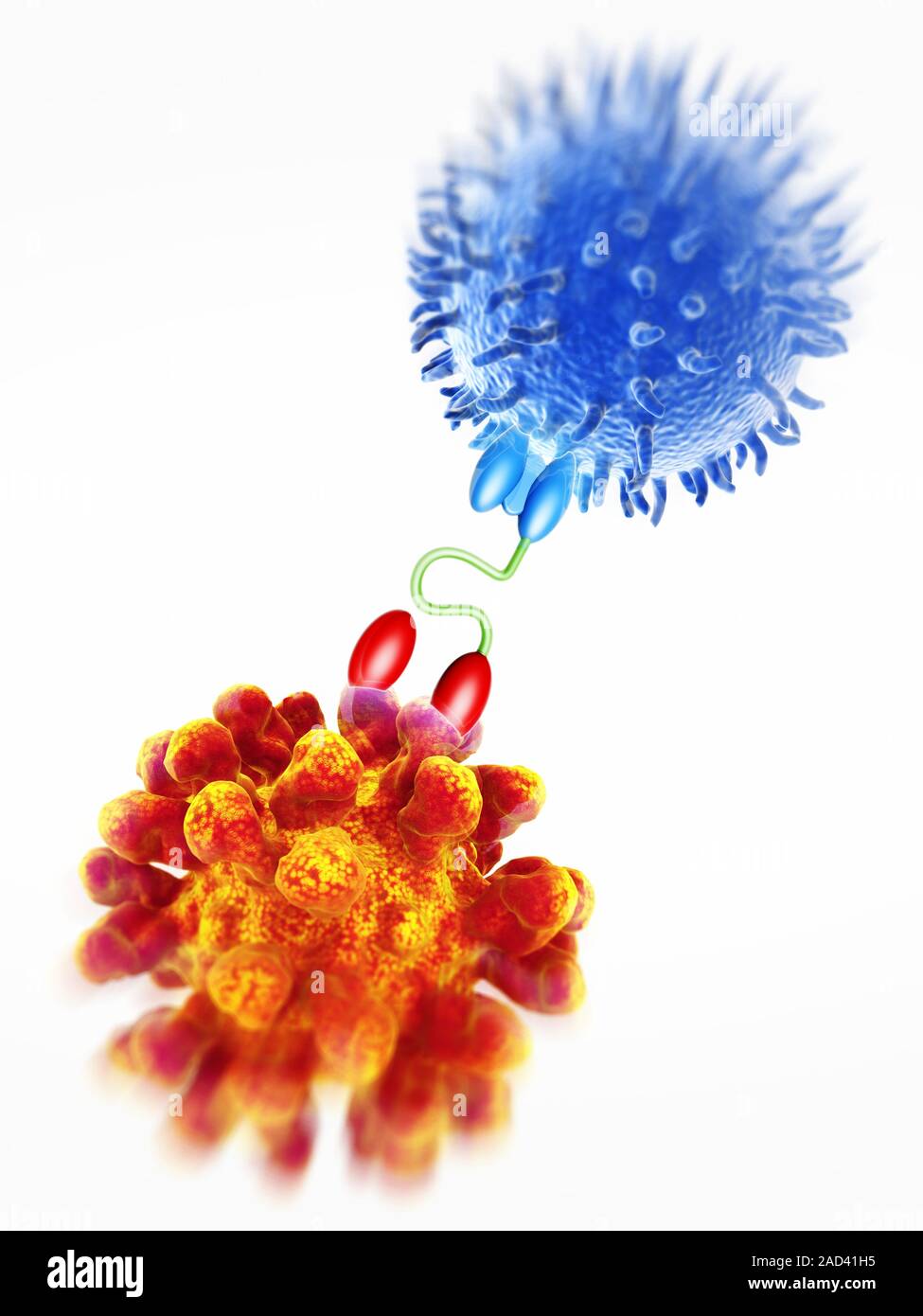 Computer artwork of monoclonal antibodies, bi-specific T-cell engagers ...