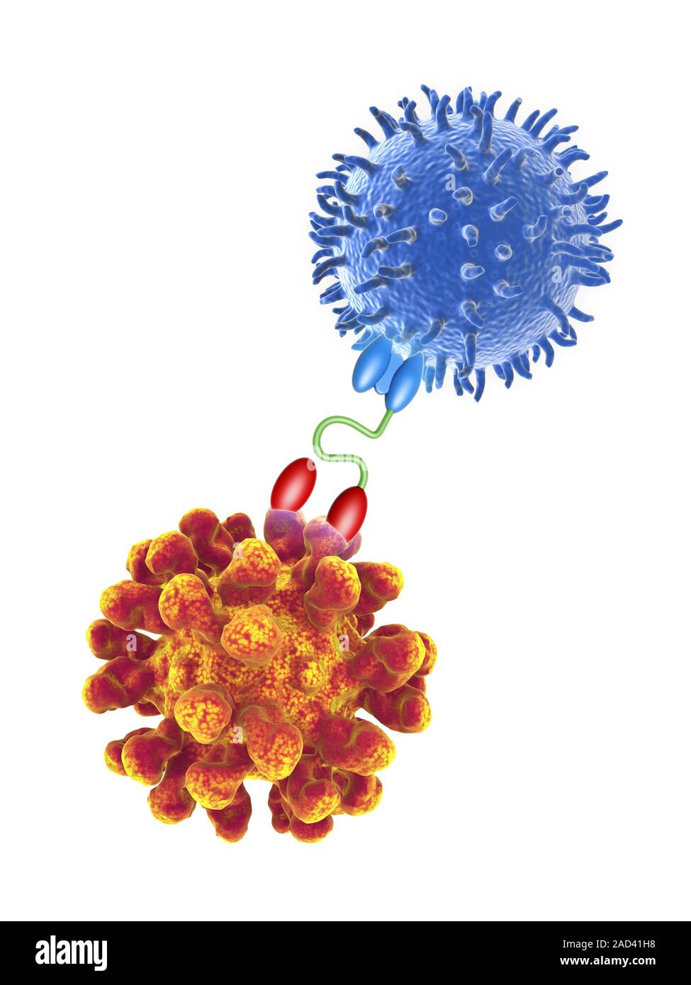 Computer artwork of monoclonal antibodies, bi-specific T-cell engagers ...