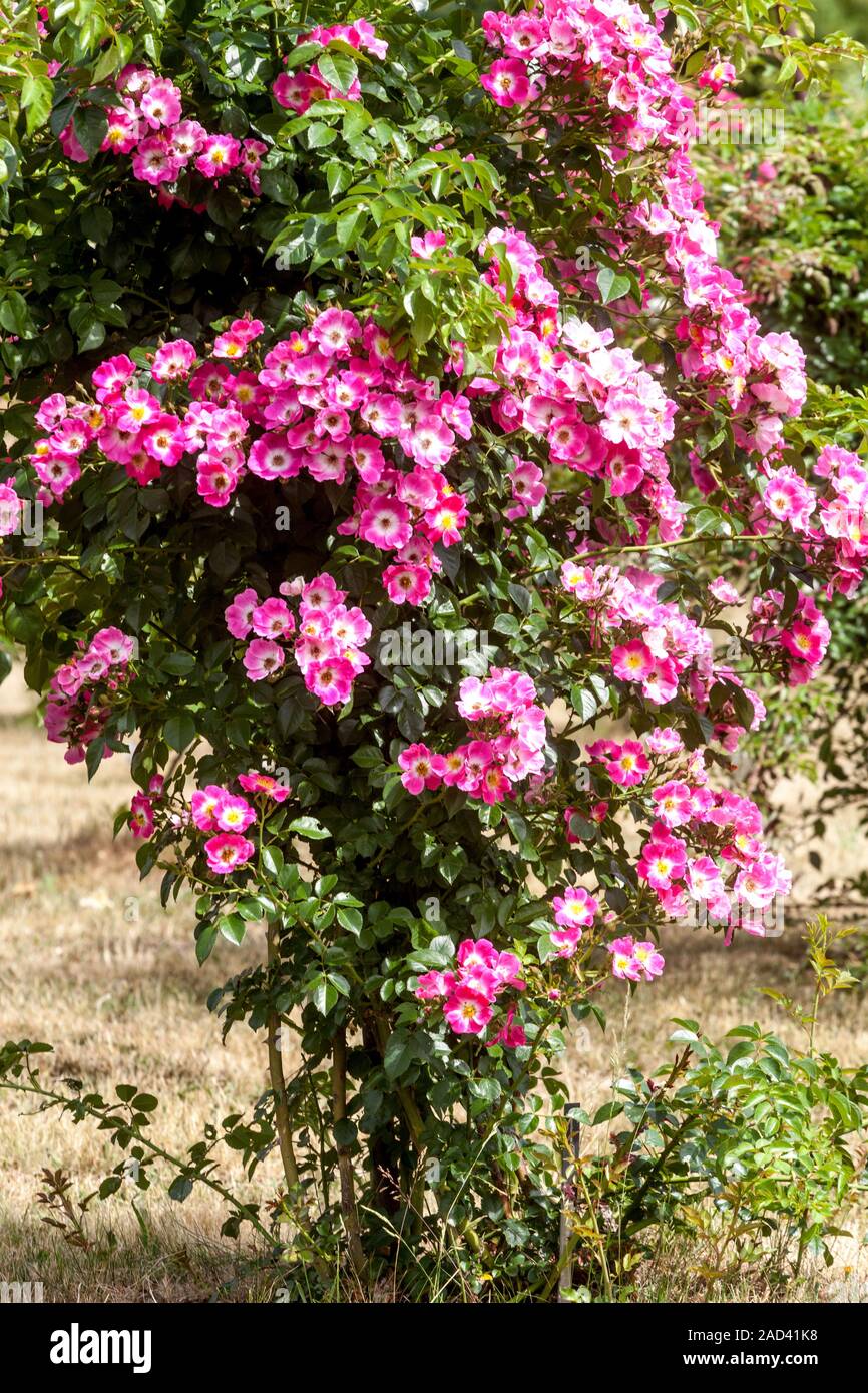 Pink Climbing rose Rosa Mozart Roses Stock Photo - Alamy