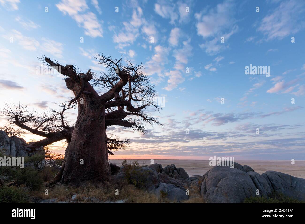 Large baobab tree Stock Photo - Alamy