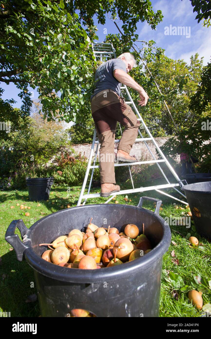 Pears being harvested to make perry in an orchard at Acorn Bank, near ...