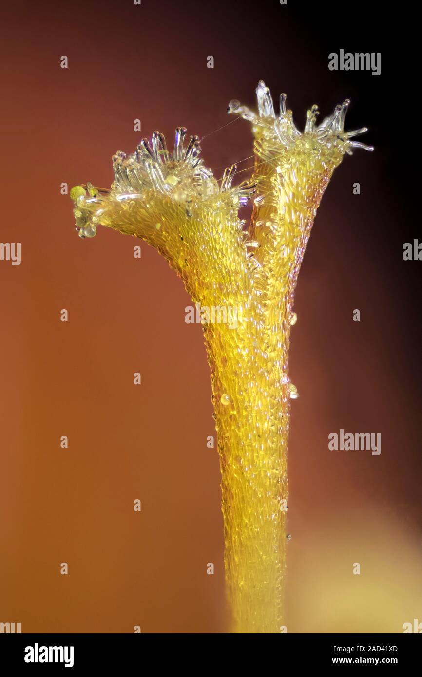 Bright field light micrograph of a montbretia (Crocosmia x ...