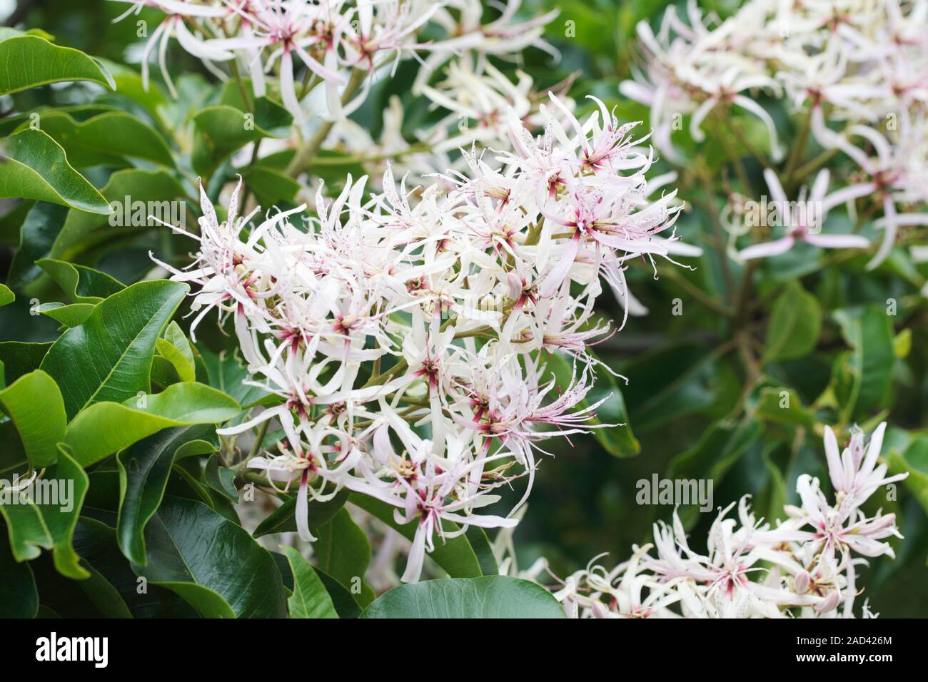 Calodendrum capense in flower. Photographed in Cape Town, South Africa ...