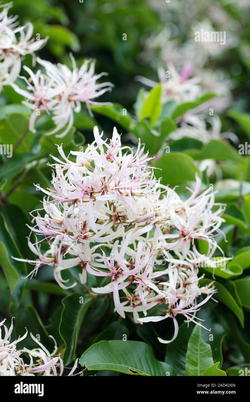 Calodendrum capense in flower. Photographed in Cape Town, South Africa ...