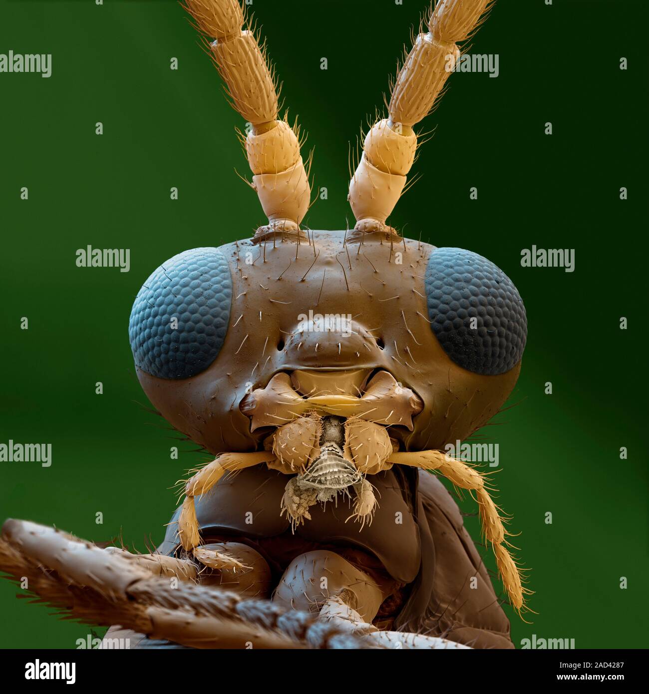 Aphidius colemani wasp. Coloured scanning electron micrograph (SEM) of ...