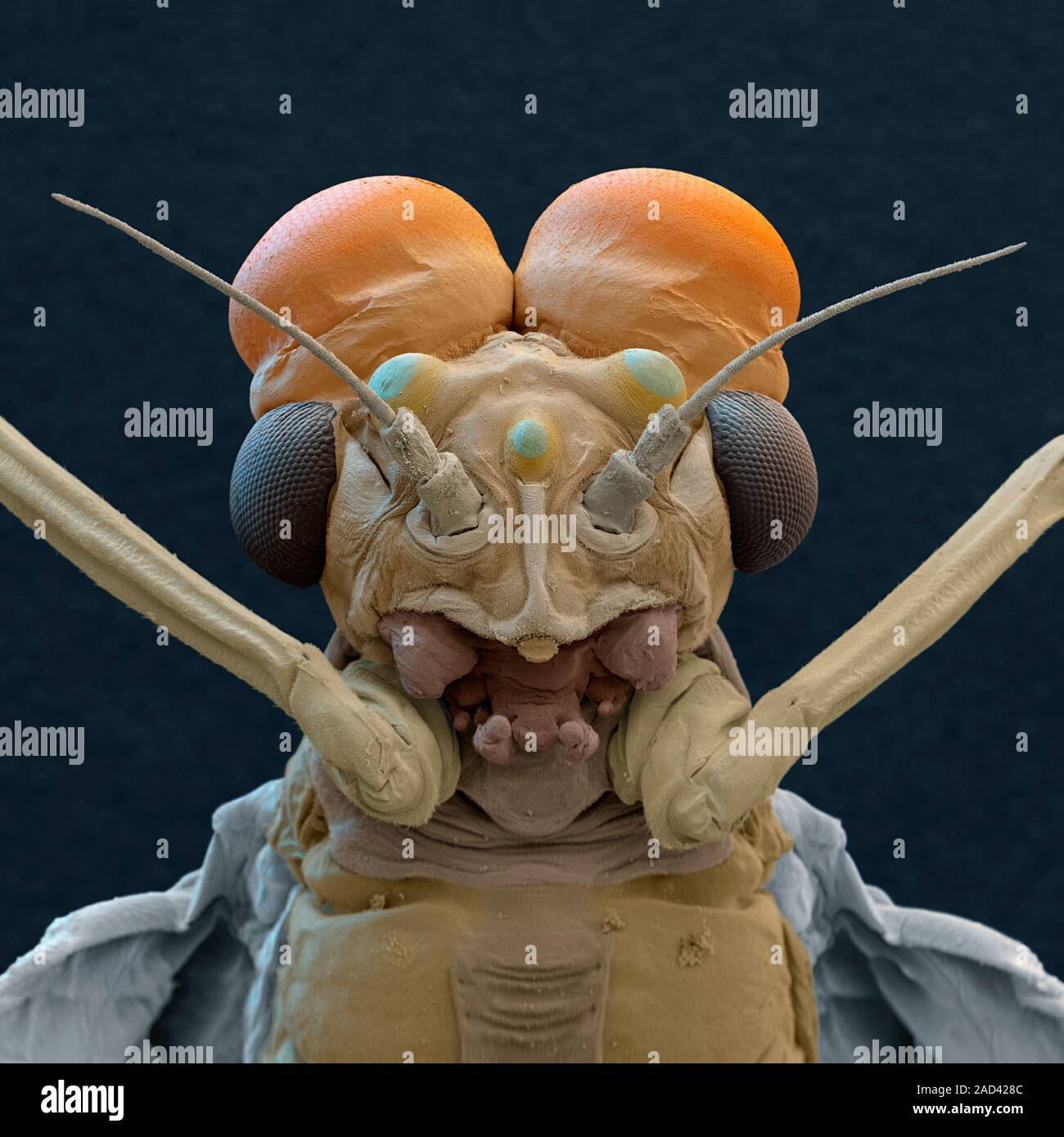 Mayfly (Baetis sp.). Coloured scanning electron micrograph (SEM) of the ...