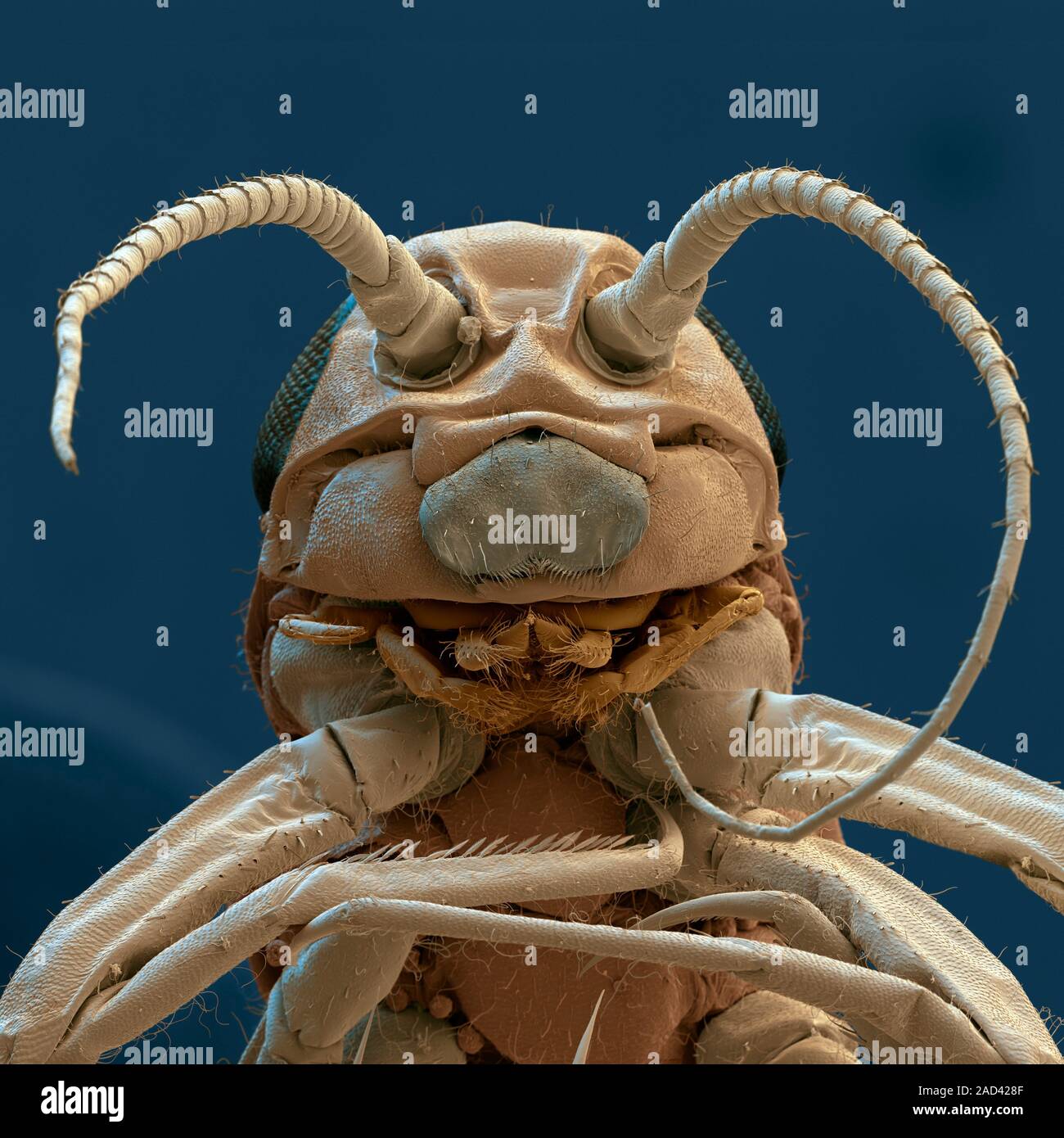 Mayfly (Baetis sp.) nymph. Coloured scanning electron micrograph (SEM ...