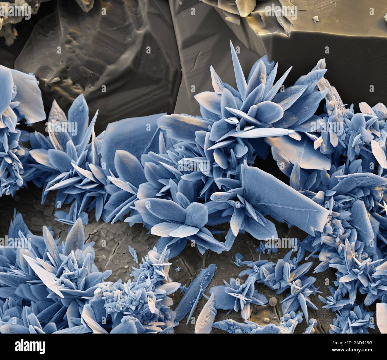 Barite crystals, coloured scanning electron micrograph (SEM). Barite ...