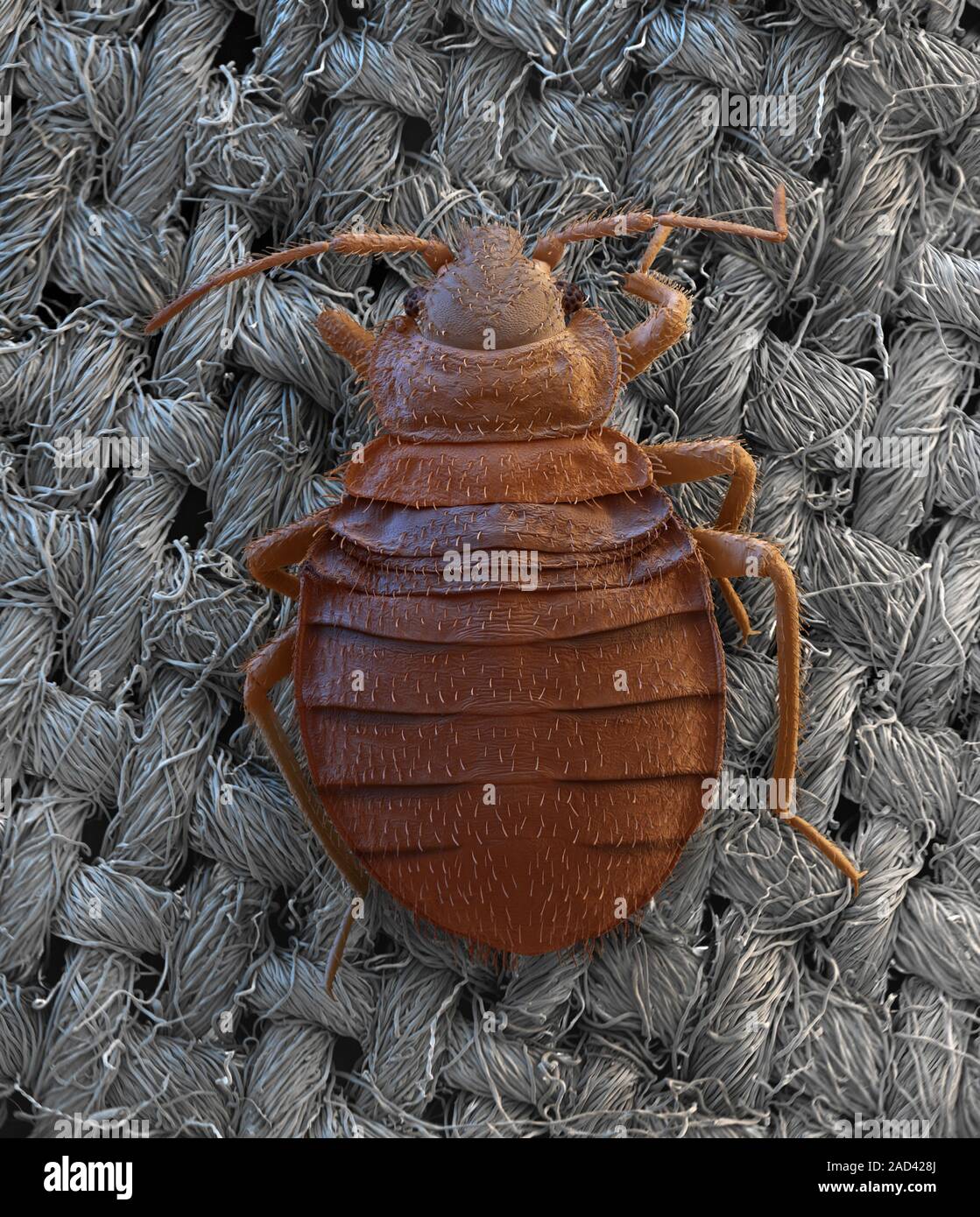 bed bug (Cimex lectularius), coloured scanning electron micrograph ...