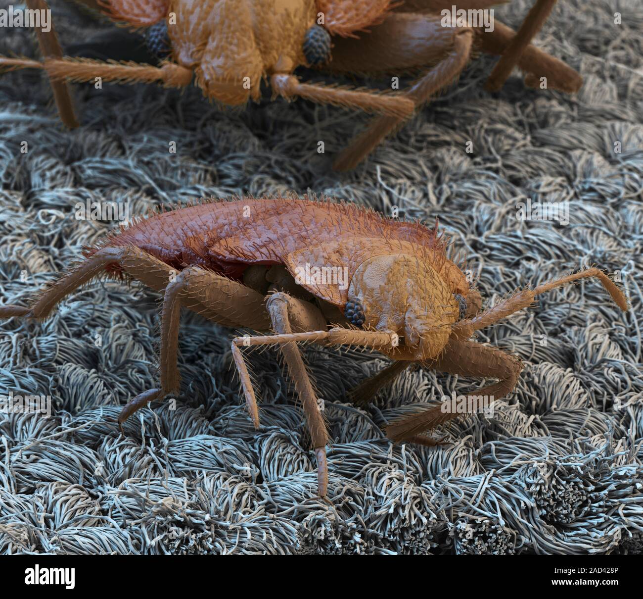bed bugs (Cimex lectularius), coloured scanning electron micrograph ...