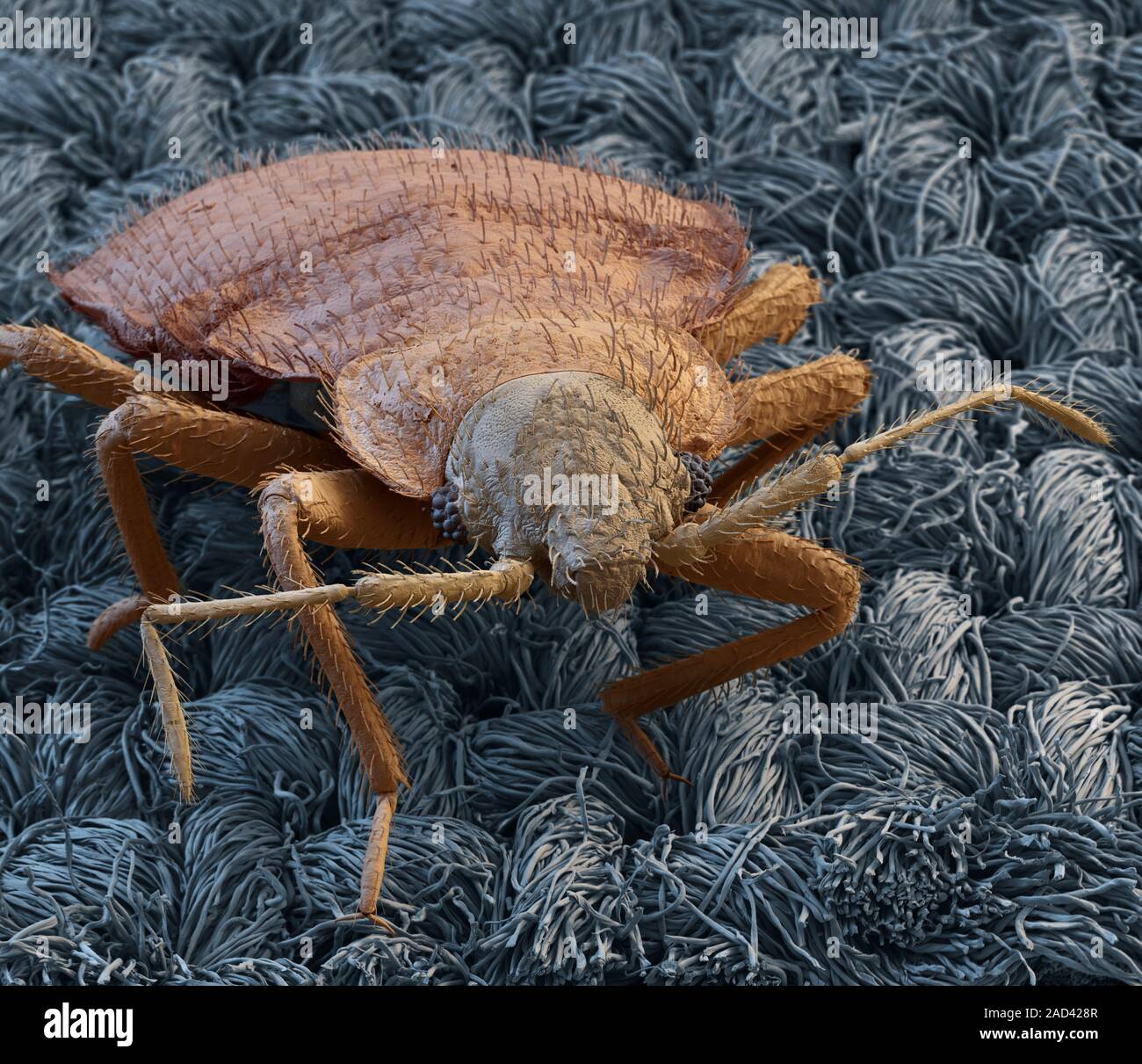 bed bugs (Cimex lectularius), coloured scanning electron micrograph ...