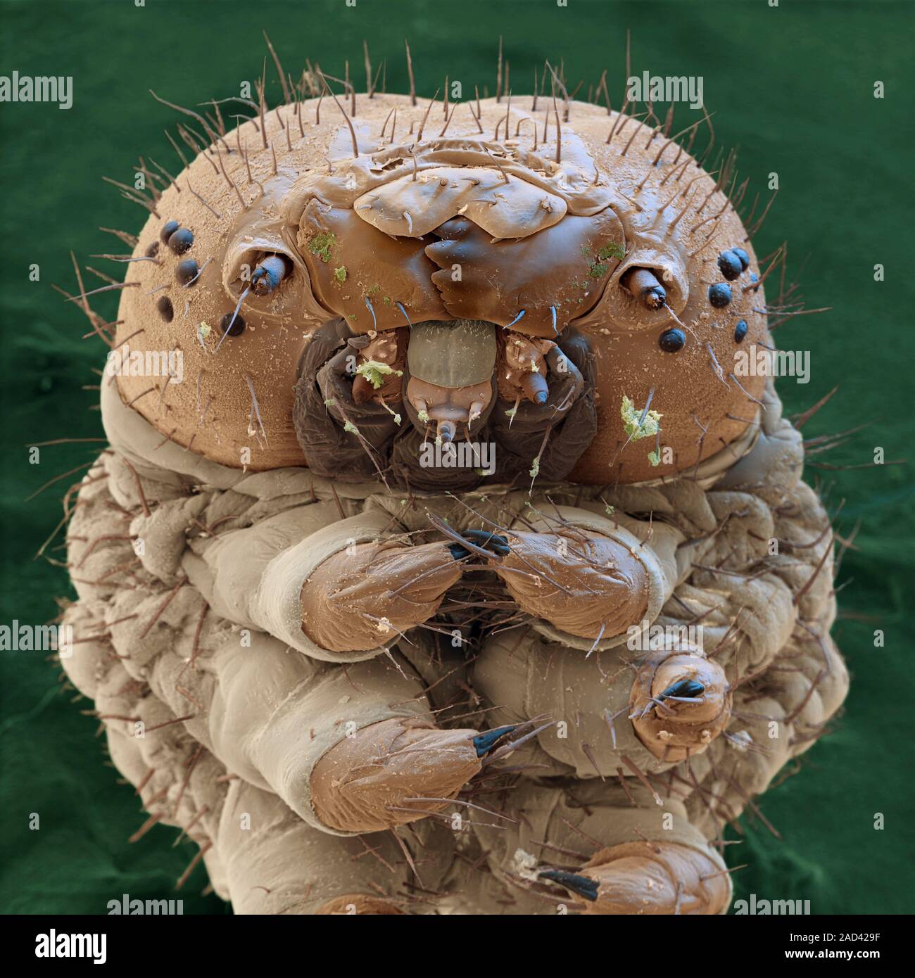 Silkworm (Bombyx mori) head. Coloured scanning electron micrograph (SEM ...