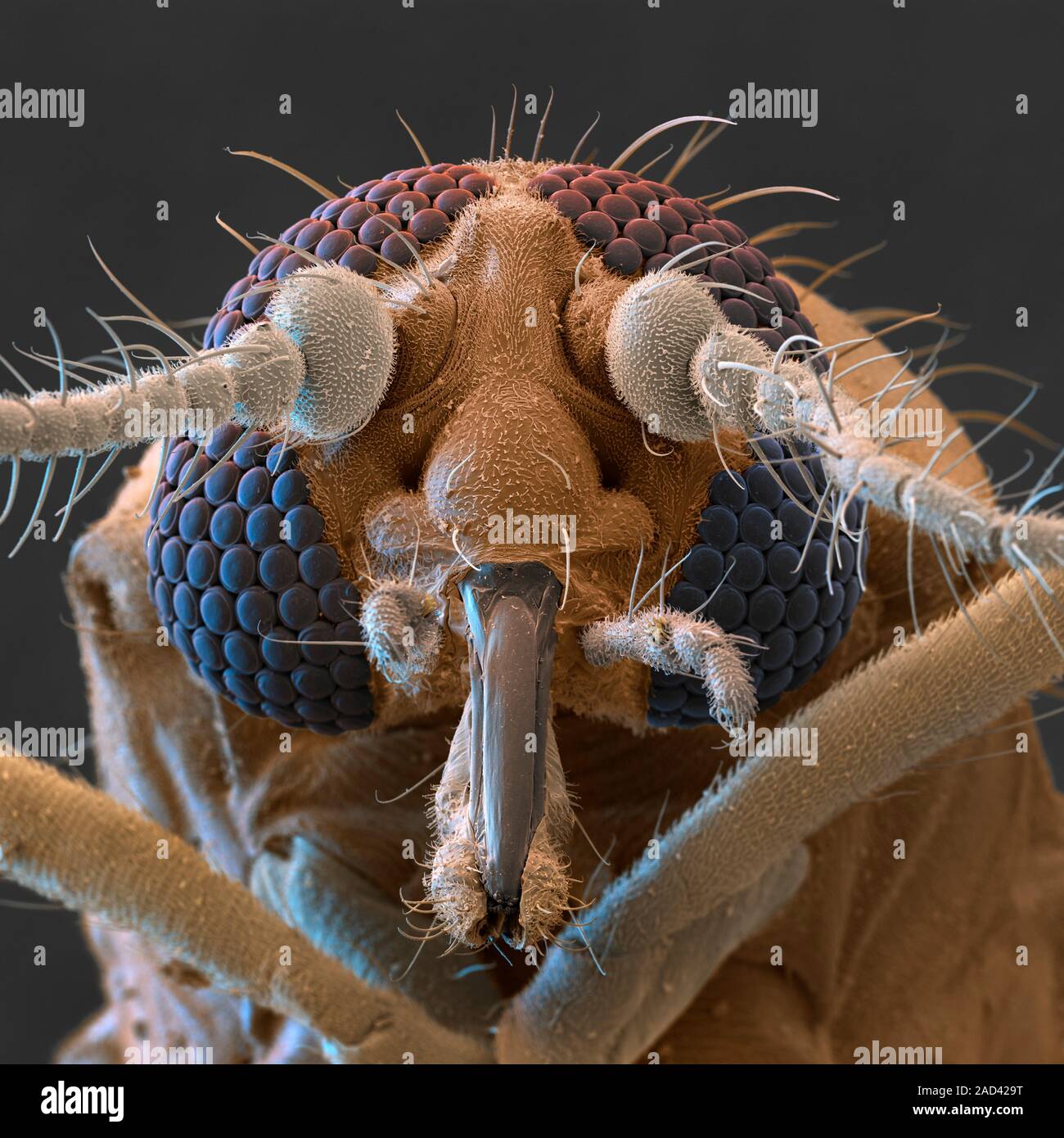 Biting midge head. Coloured scanning electron micrograph (SEM) of the ...