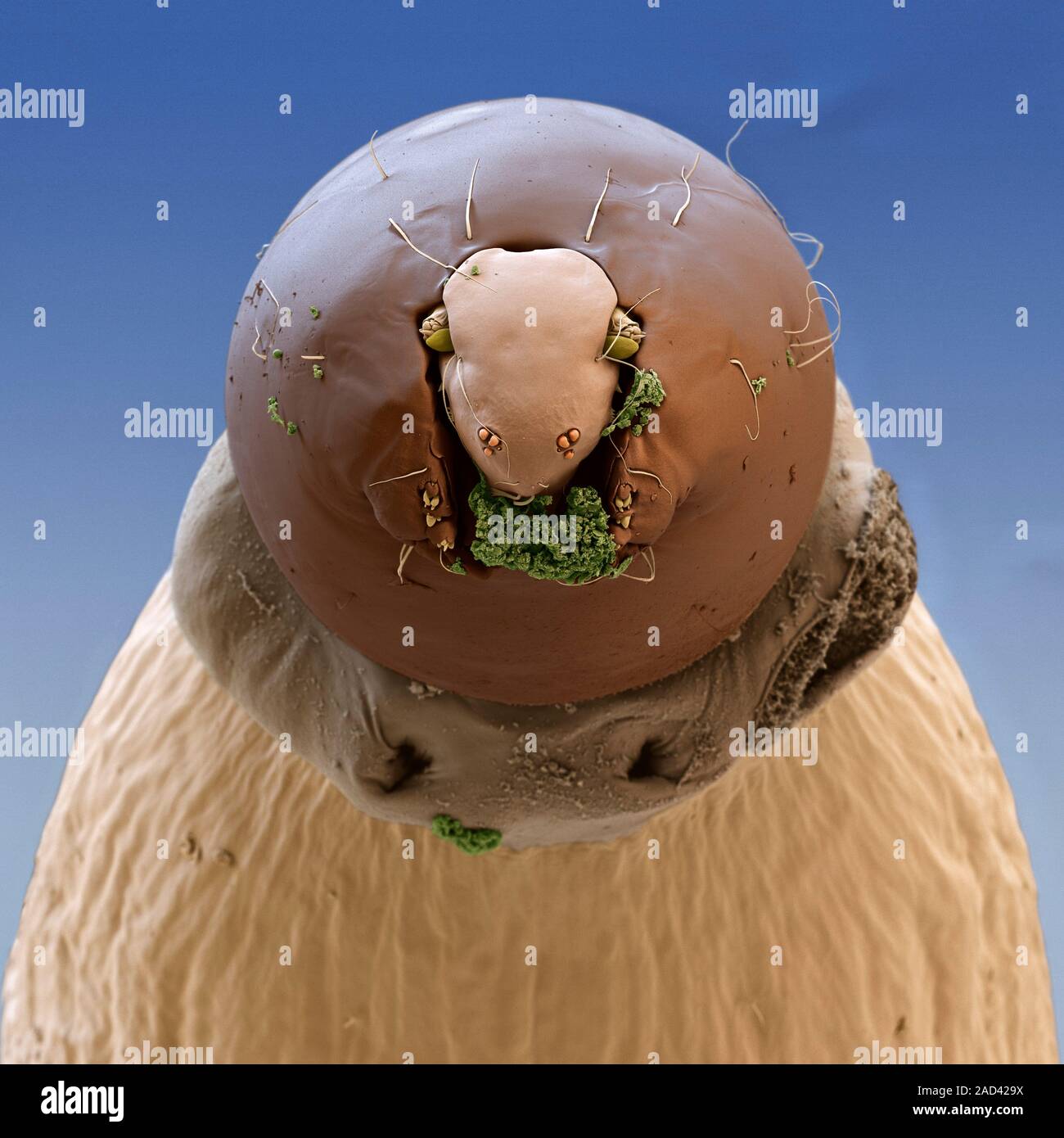 Biting midge larva. Coloured scanning electron micrograph (SEM) of the ...