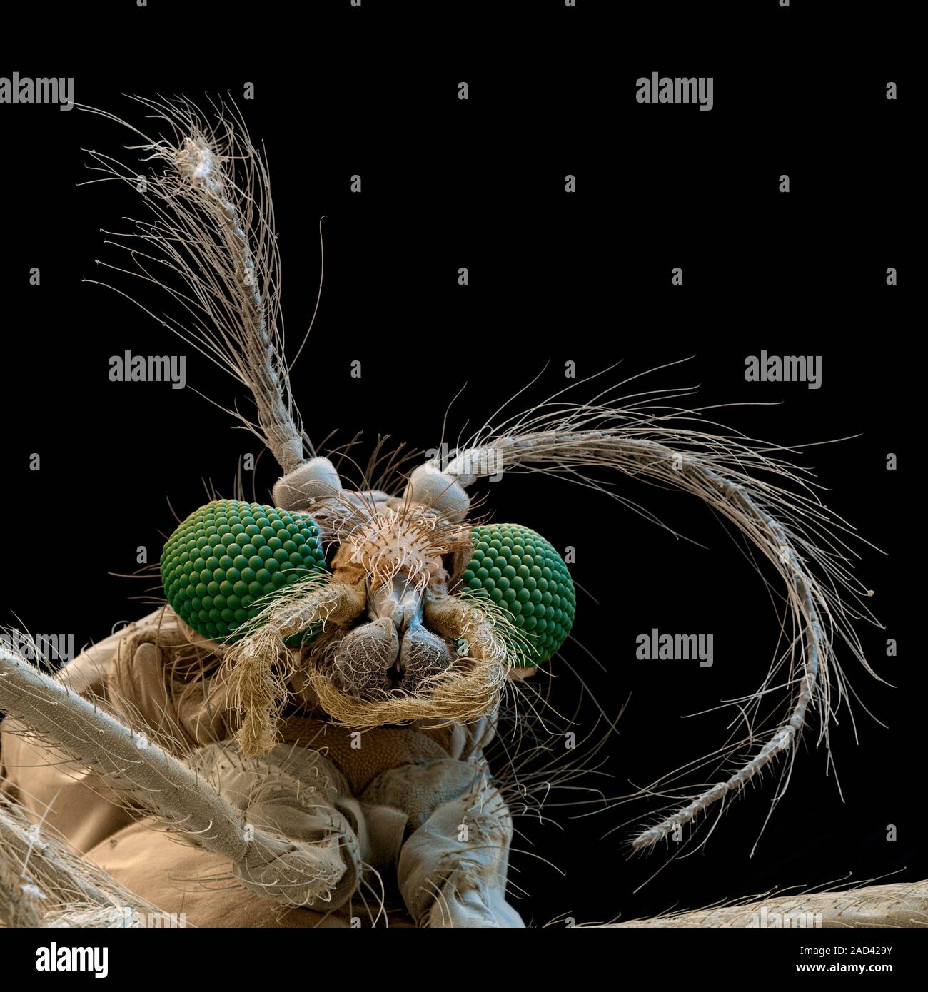 Phantom midge (Chaoborus crystallinus) head. Coloured scanning electron ...