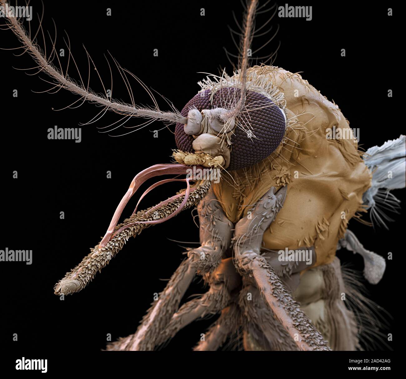 Common house mosquito (Culex pipiens). Coloured scanning electron ...