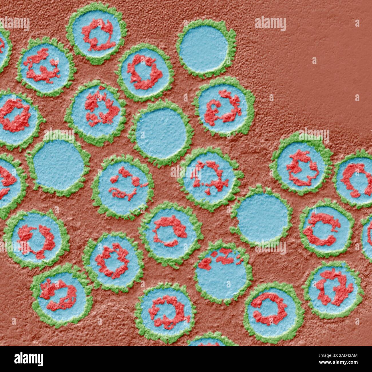 Herpes simplex virus particles. Coloured transmission electron ... Herpes simplex virus particles. Coloured transmission electron ...