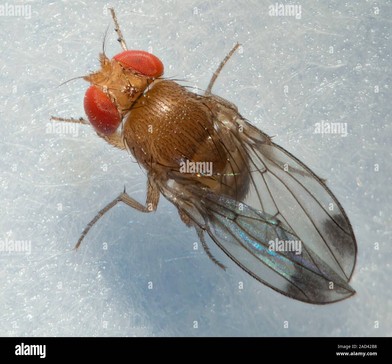 Fruit fly (Drosophila suzukii) abdomen. This fruit fly is a pest of ...