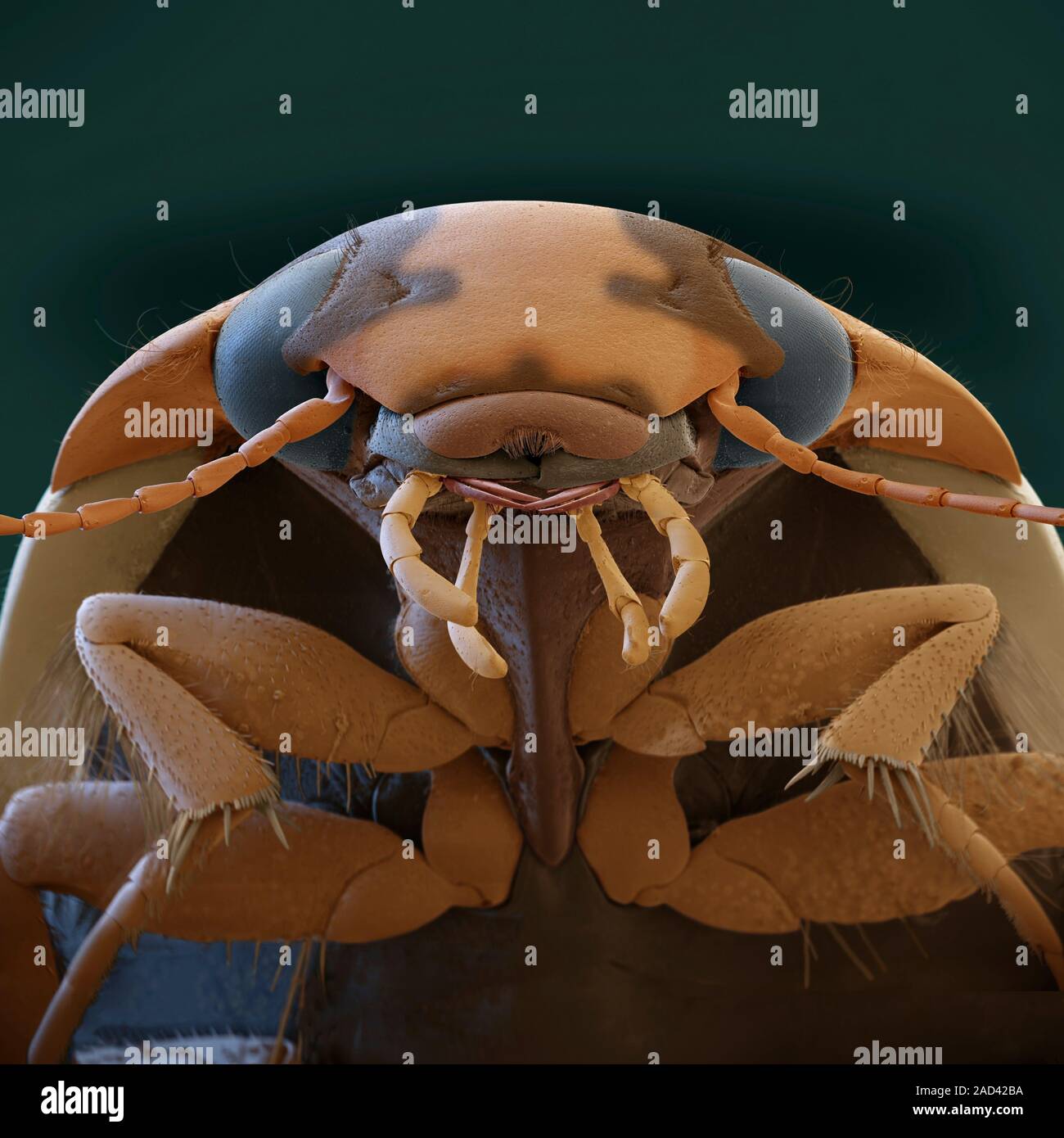 Diving beetle. Coloured scanning electron micrograph (SEM) of the head ...