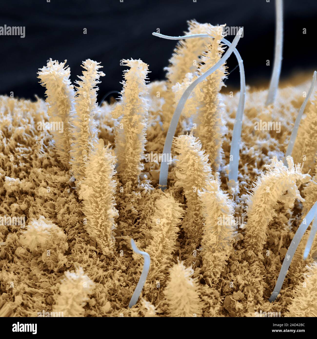 Mayfly (Ephemera sp.) nymph. Coloured scanning electron micrograph (SEM ...