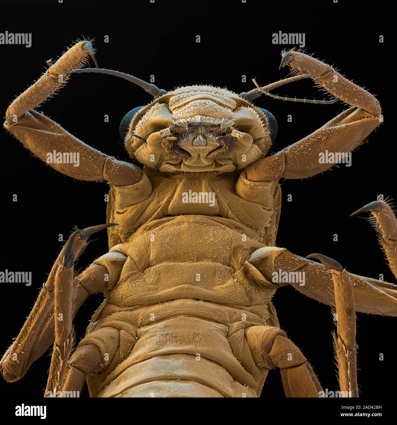 Mayfly (Ephemera sp.) nymph. Coloured scanning electron micrograph (SEM ...