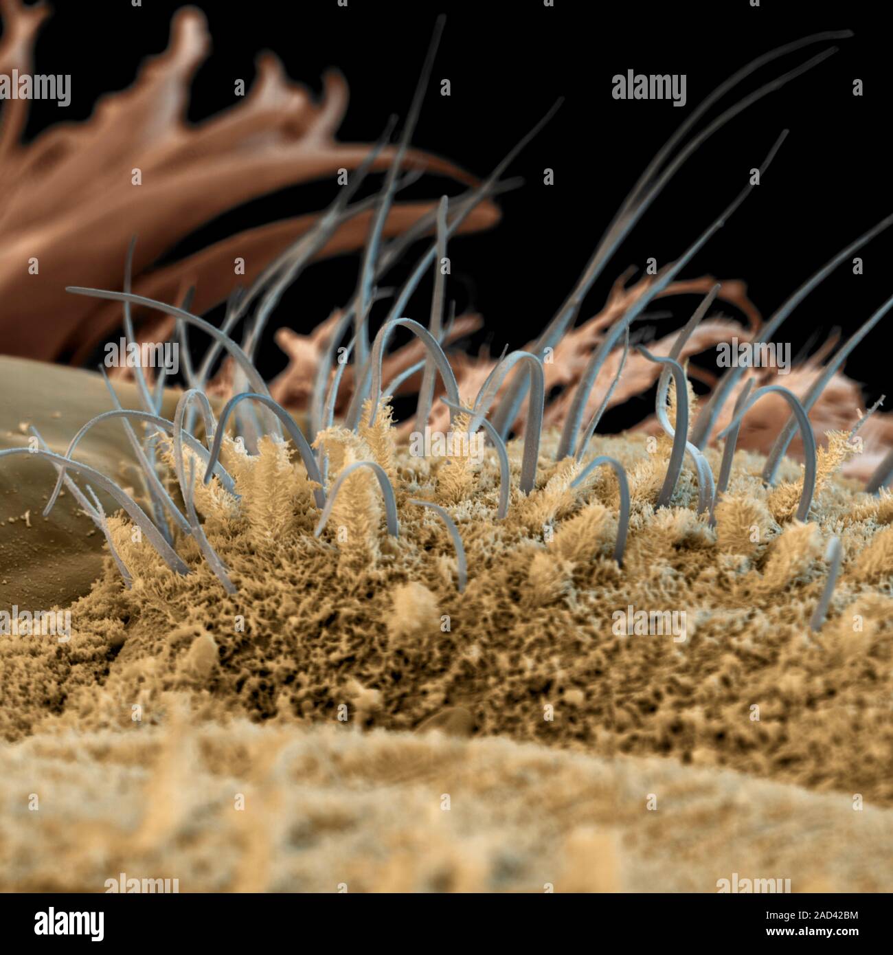 Mayfly (Ephemera sp.) nymph. Coloured scanning electron micrograph (SEM ...